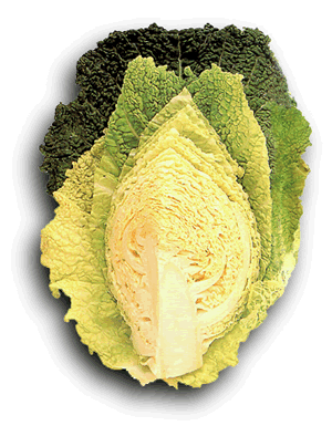 Untitled Document [www.abuelapan.com]